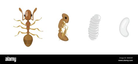 Complete Metamorphosis Of An Ant Featuring Four Main Stages Egg Larva Pupa And Adult Insect