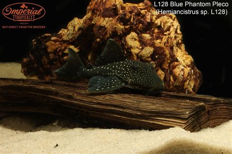 Blue Phantom Pleco L128 Blue Phantom Aquarium Glaser Gmbh