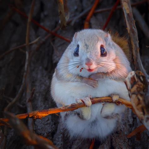 Bbc Earth Me Watching My Dinner Being Made 😋 Japanese Dwarf Flying Squirrels Pteromys