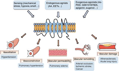 Frontiers Role Of Transient Receptor Potential Vanilloid 4 In