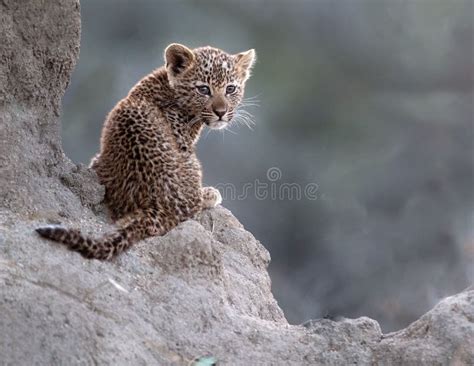 Cute Little Amur Leopard Cub Sitting On A Rocky Surface And Looking
