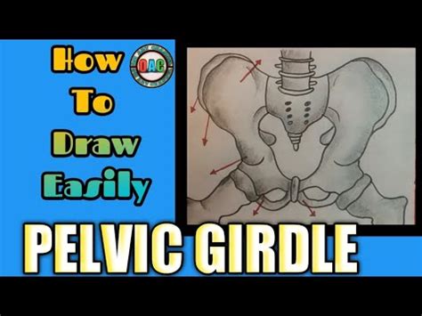Pelvic Bone Anatomy Pelvic Girdle Anatomy Bones Drawing Female