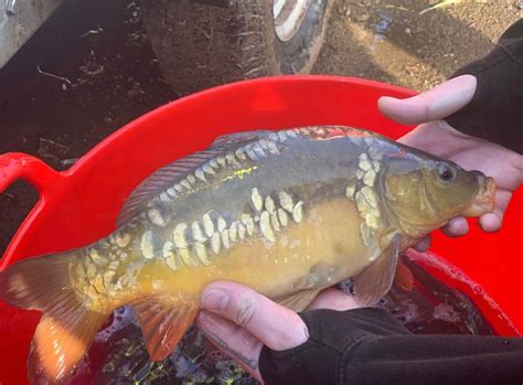 Gallery Bridgwater Angling Association