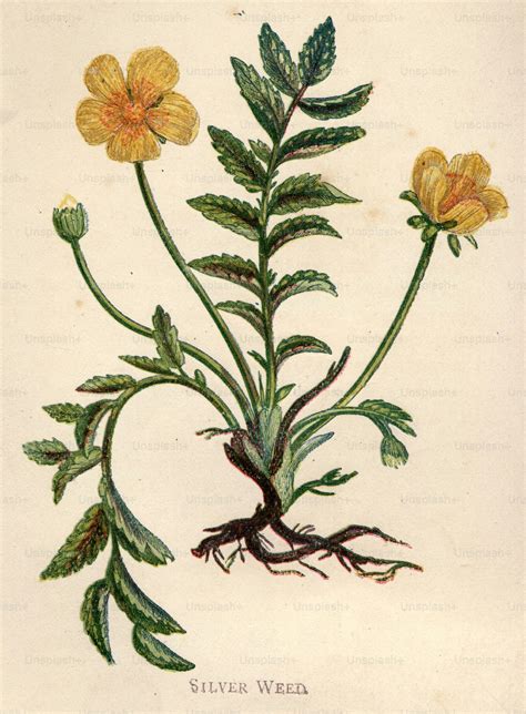 Julia Lilu Oil Pictures Download Free Images On Unsplash