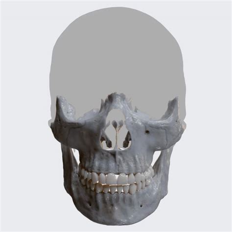 Viscerocranium Overview Anatomyapp