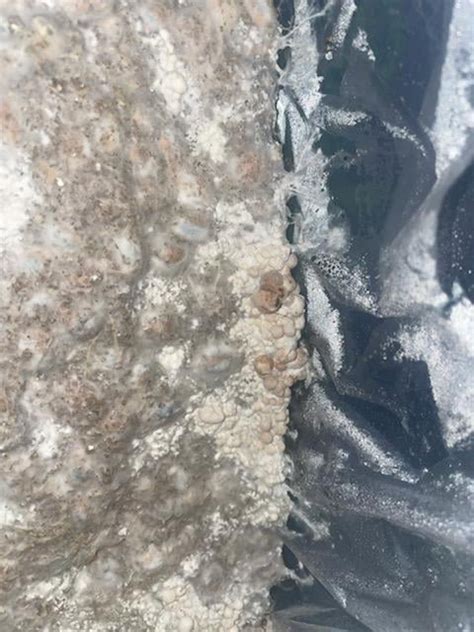 Pe Blobs Or Contamination R Unclebens