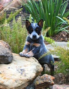 Descubra 30 Ideias De Burriler E Cão Boiadeiro Australiano Cães