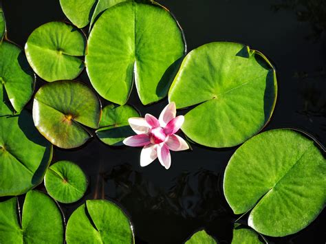 Lily Pad Plant Root Stock For Growing Great Aquatic Feature Bowl Bonsai