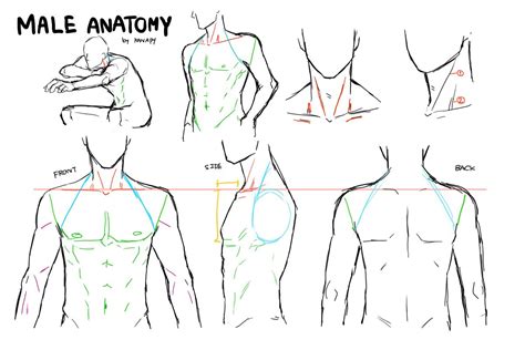 Male Anatomy Guy Drawing Drawing Male Anatomy Art Reference