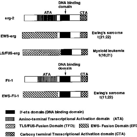 Schematic Representation Of Functional Domains Of Normal And Aberrant