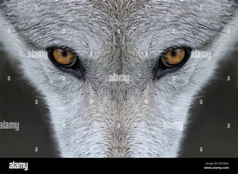Rare Wolf Eye Colors
