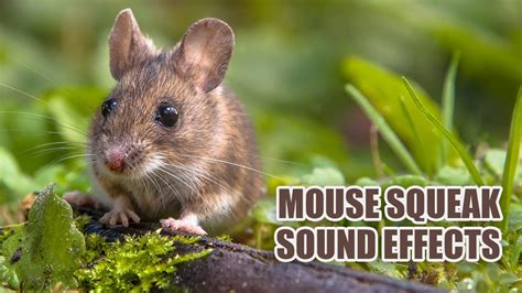 Mouse Sounds 🐁 Mouse Squeaking Sound Effects Youtube