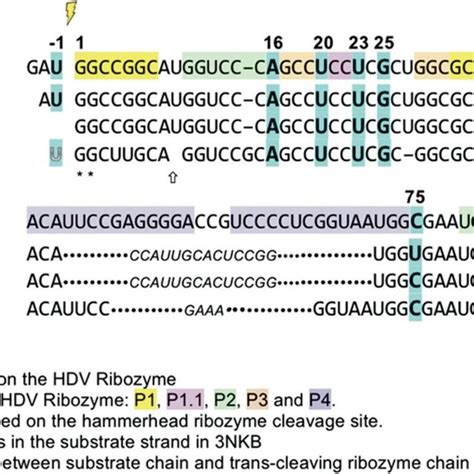 Pdf New Tools Provide A Second Look At Hdv Ribozyme Structure Dynamics And Cleavage