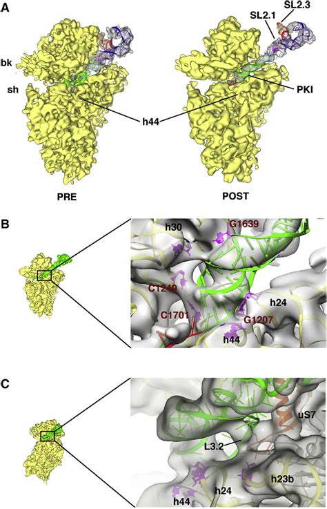 Post Translocational State Of The Crpv Igr Ires And Its Interactions
