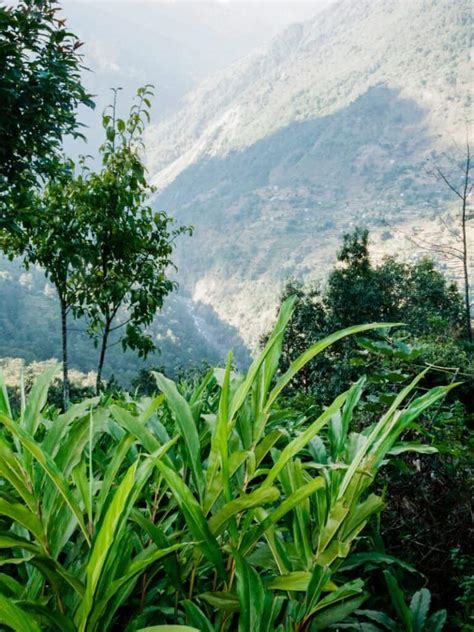 Guide To Black Cardamom A Must Have In Your Spice Collection