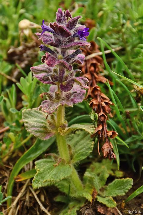 Orientalischer Günsel Genfer Günsel Ajuga Genevensis C Flickr