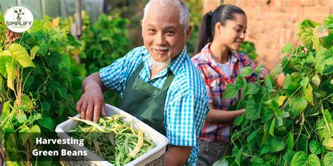 Growing Green Beans Made Easy A Guide For All Simplify Gardening