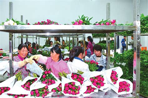 包装芍药鲜切花 山西新闻网