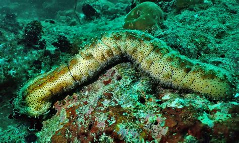 Giant Sea Worm