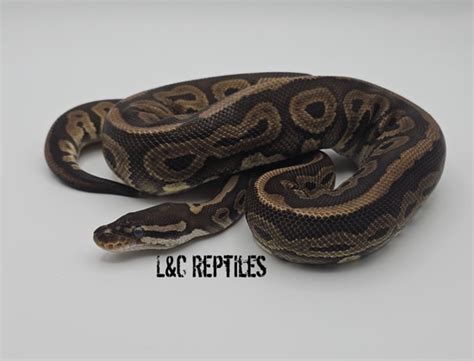 Gargoyle Redstripe Ball Python By Landc Reptiles