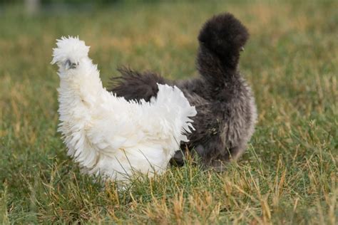 Silkie Chicken Breed Guide — Practical Self Reliance