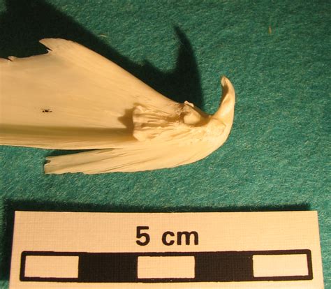 Coho Salmon Angular Medial View