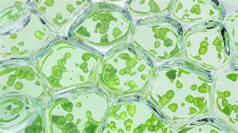 Sekret Roślin Chlorofil Czyli Zielona Krew Natury Jak Działa I Dlaczego Warto Almamed W