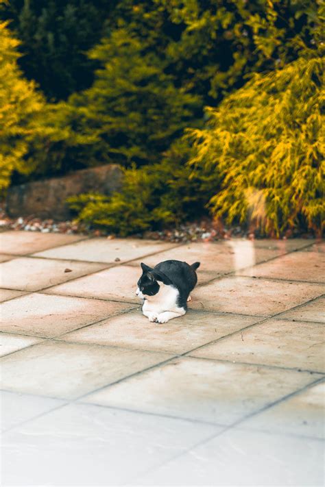 [100 ] Kawaii Cat Wallpapers