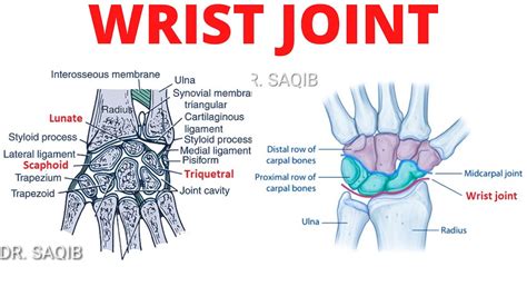 Wrist Joint Anatomy Youtube