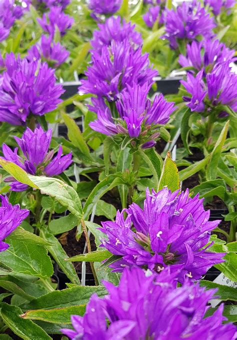 Campanula Glomerata ‘genti Blue De Tuinstek