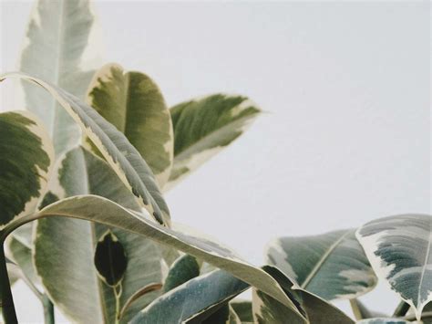 Julia Werman Zwerin Lcsw