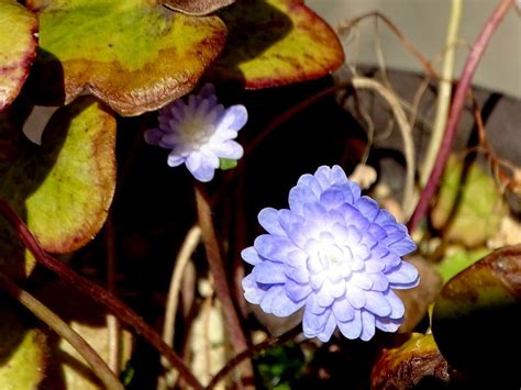 街の花。 街で見かけろる草花