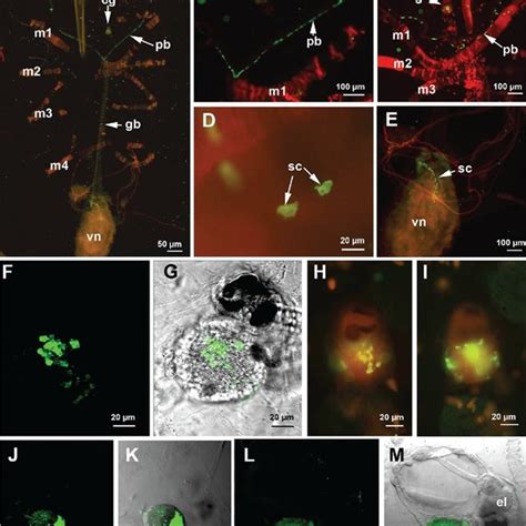 Whole Mount Specimens Of Thalia Democratica A B Oozoids C D