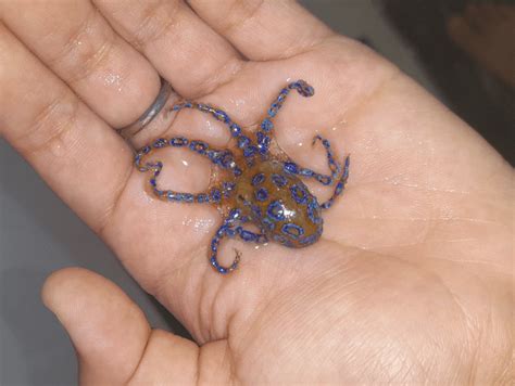 Blue Lined Octopus Blue Ringed Octopus Facts Habitat Life Cycle