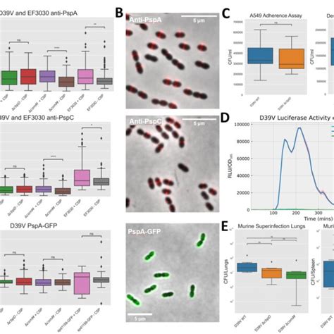 A Proposed Teichoic Acid Biosynthesis Pathway In S Pneumoniae