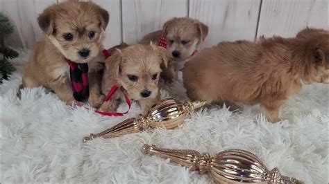 Fable Froxie Fallon And Frenzi Beautiful 5 Wks Old Morkie Puppies Are