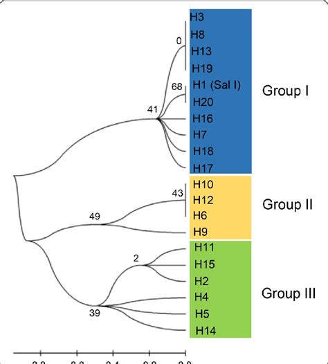 Phylogenetic Analysis Of Pvhap2 Haplotypes From China Myanmar Border