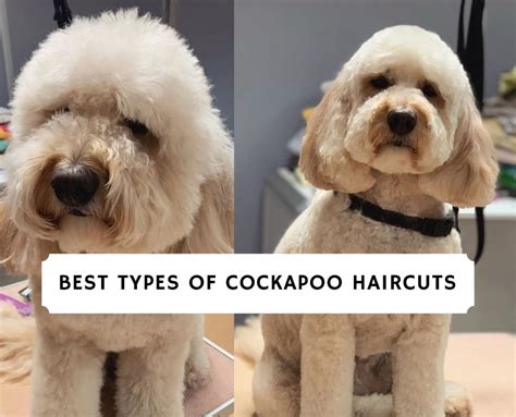 Best Types Of Cockapoo Haircuts With Pictures 2024 We Love Doodles