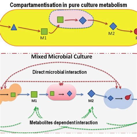 Pdf Mixed Microbial Cultures For Industrial Biotechnology Success