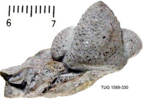 Amphilichas Lineatus