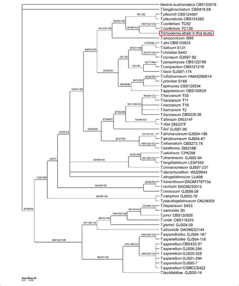Phylogeny Of Selected Trichoderma Species Suggests A New Trichoderma Phylogeny Of Selected Trichoderma Species Suggests A New Trichoderma