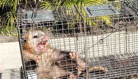 What You Need To Know About Possum Droppings 2022 Wildlife Removal