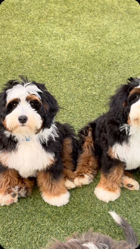 Bernedoodle Size Chart By Generation