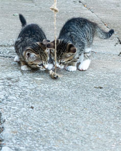 Two Adorable Kittens Playing Stock Image Image Of Carnivore Outdoor