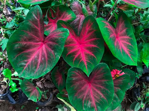 7 Plants That Are Suitable For Beautifying The Garden And Furnizing