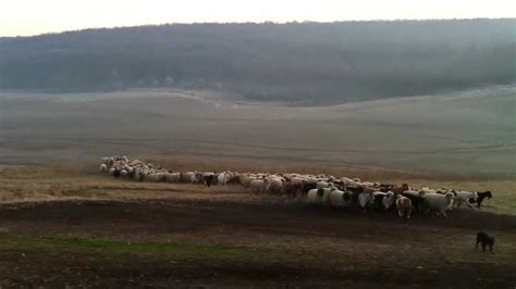 Vasile Alinmov Youtube