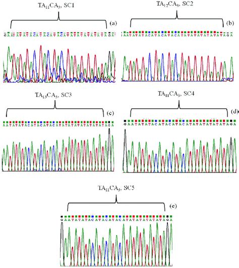 Chromatograph Of Microsatellite Sequence Showing Copy Number Variation Download Scientific