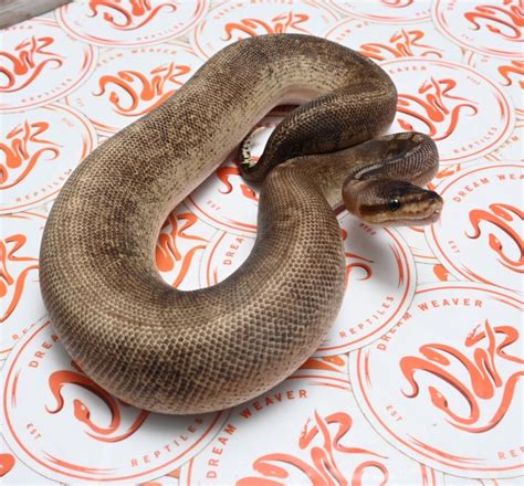 Black Pewter Ghi Yellowbelly Ball Python By Dream Weaver Reptiles Morphmarket