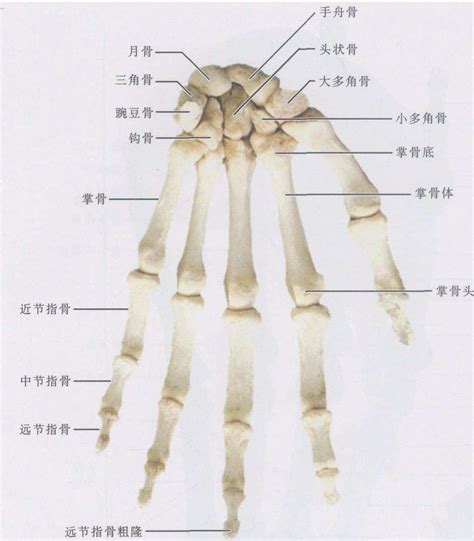 图1 1 36 手骨 人体解剖学与组织生理病理学 医学
