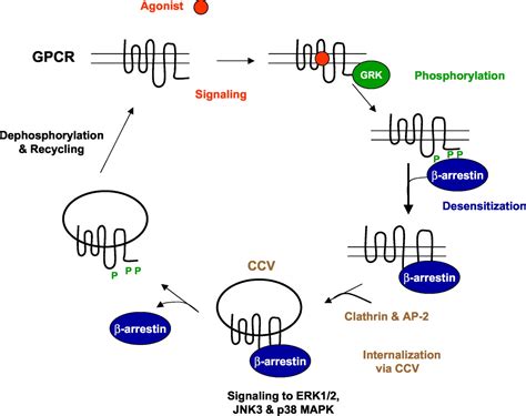 Solved Schematize The Gpcr Signaling Pathway From Gpcr Activation